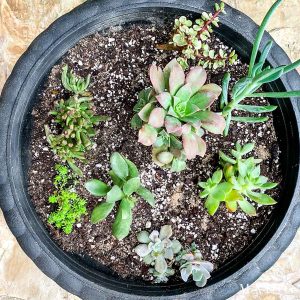 DIY Succulent Soil Potting Mix - Maison de Pax